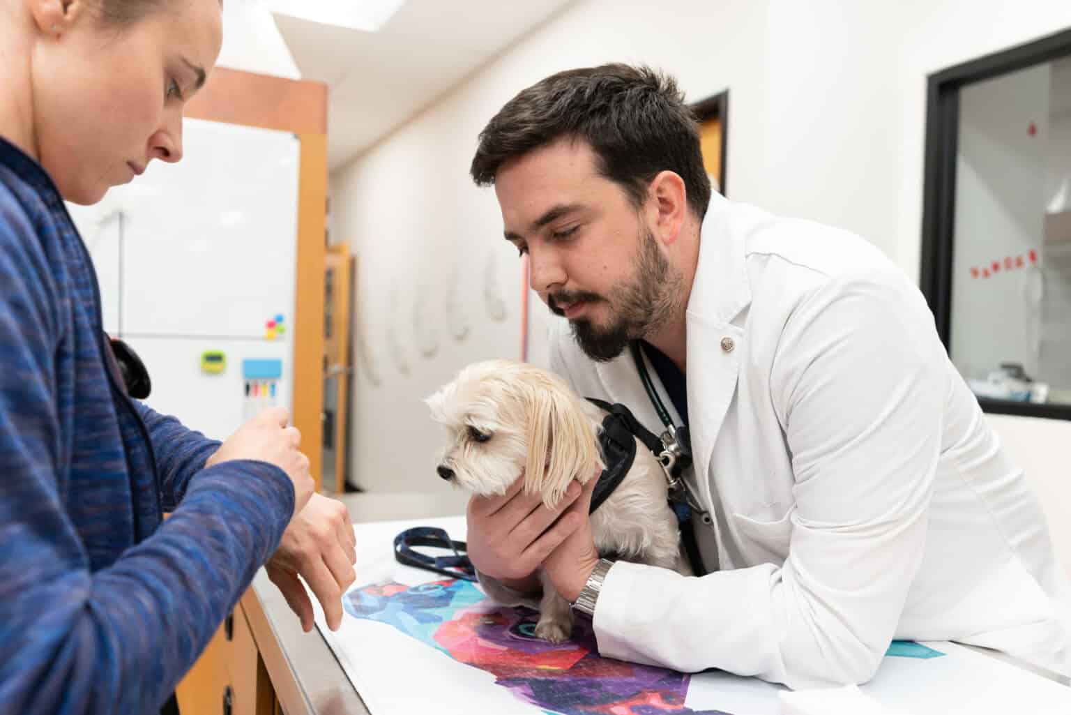 Veterinarian Services in Casa Grande, AZ | PetSmart Veterinary Services