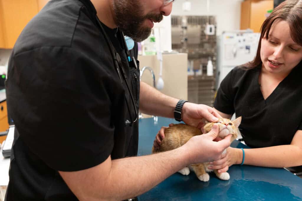 Veterinarian Services in Fayetteville, AR | PetSmart Veterinary Services