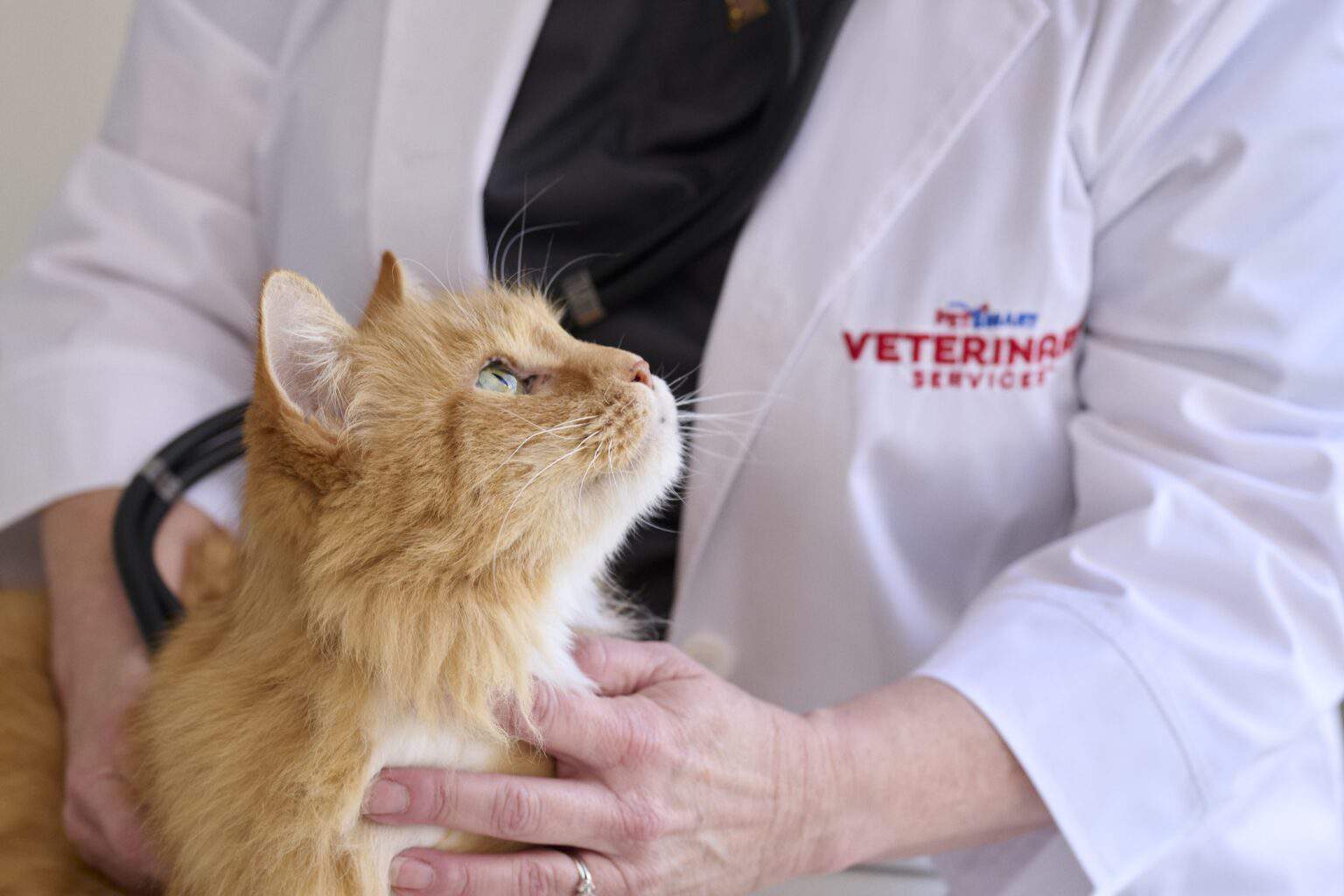 Veterinarian Services in Wausau, WI | PetSmart Veterinary Services