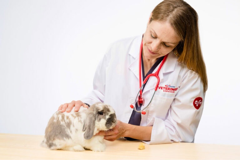 Veterinarian Services in Traverse City, MI | PetSmart Veterinary Services