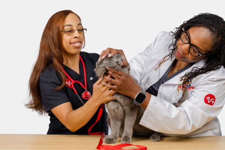 Veterinarian Services in Las Vegas, NV | PetSmart Veterinary Services